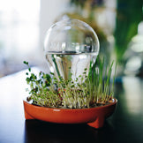 Patella Crescenda Microgreen sprouting kit – House of Thol